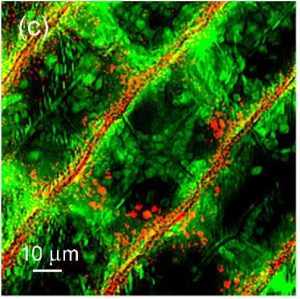 New Tunable Ultrafast Laser for Nonlinear Spectroscopy & Imaging